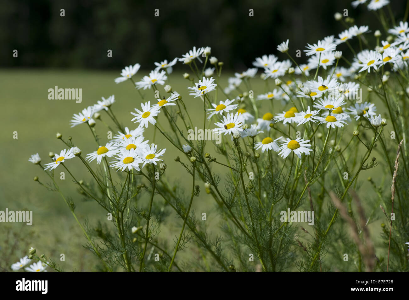 scentless mayweed, tripleurospermum perforatum Stock Photo - Alamy