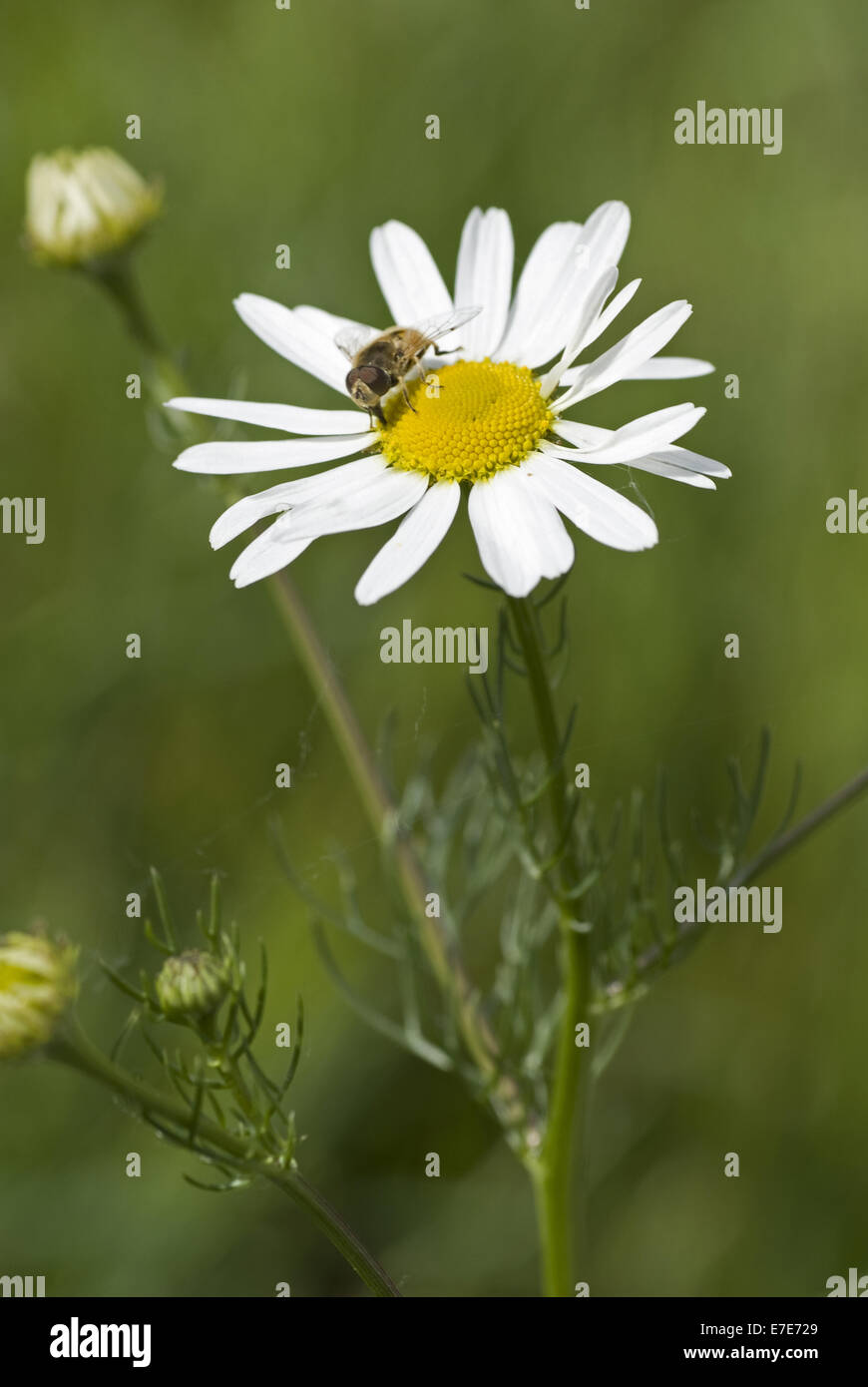 scentless mayweed, tripleurospermum perforatum Stock Photo - Alamy