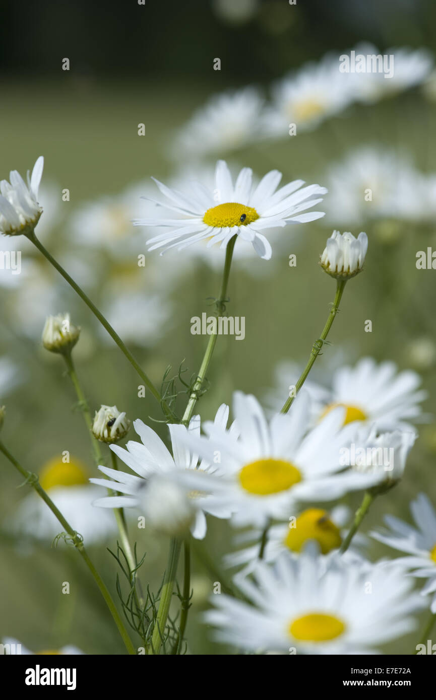 scentless mayweed, tripleurospermum perforatum Stock Photo - Alamy