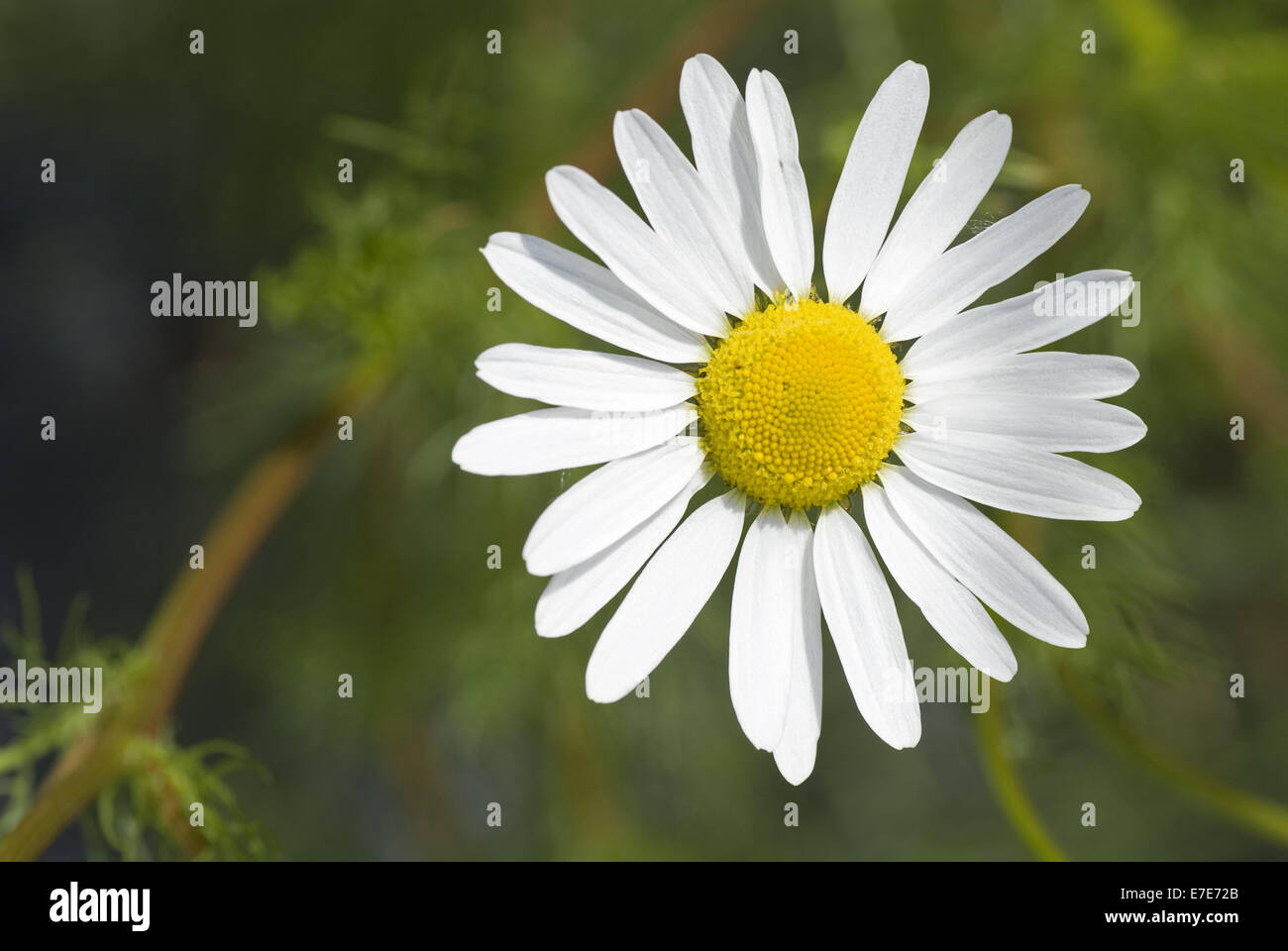 scentless mayweed, tripleurospermum perforatum Stock Photo - Alamy