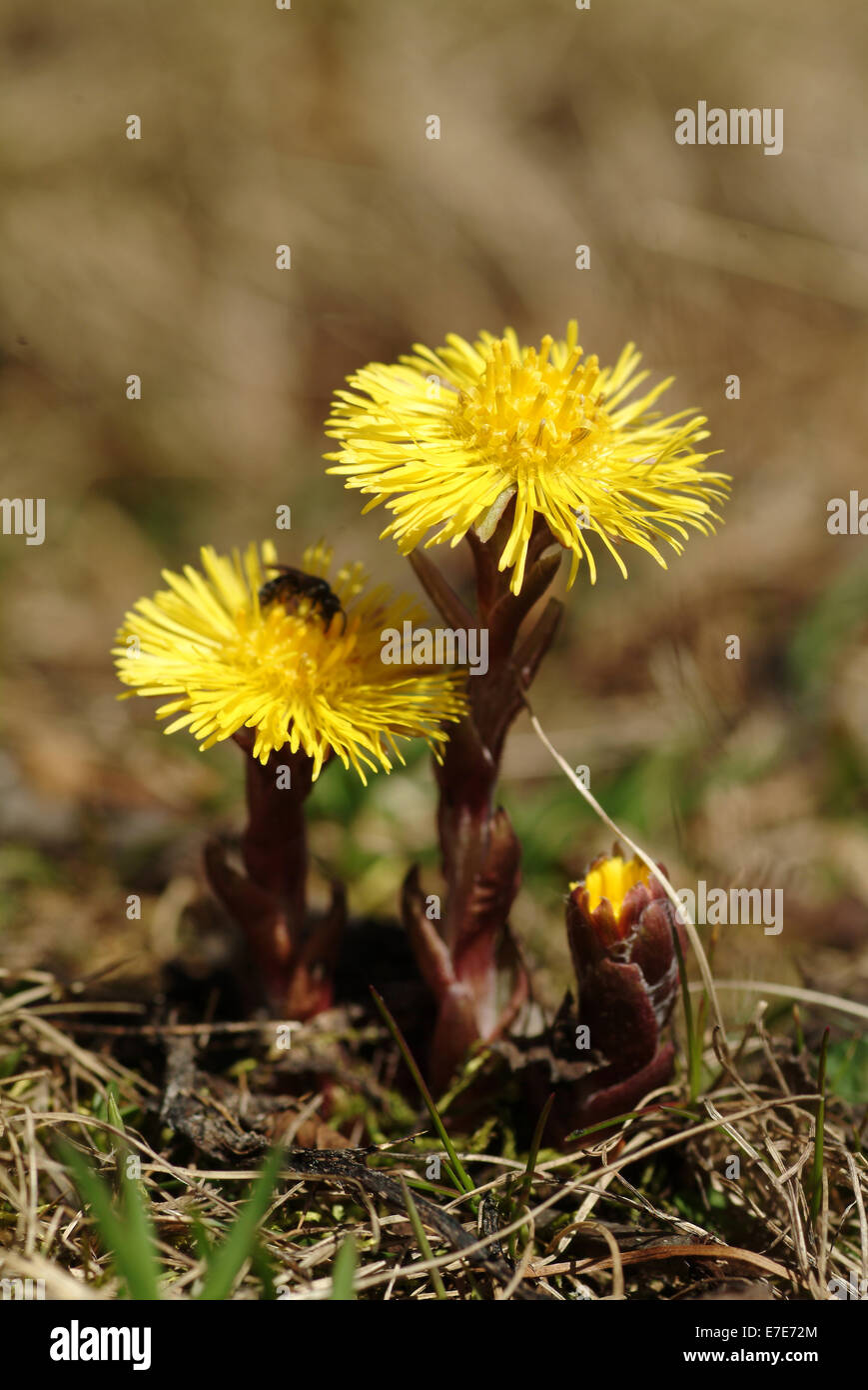 Tussilago insect hi-res stock photography and images - Alamy