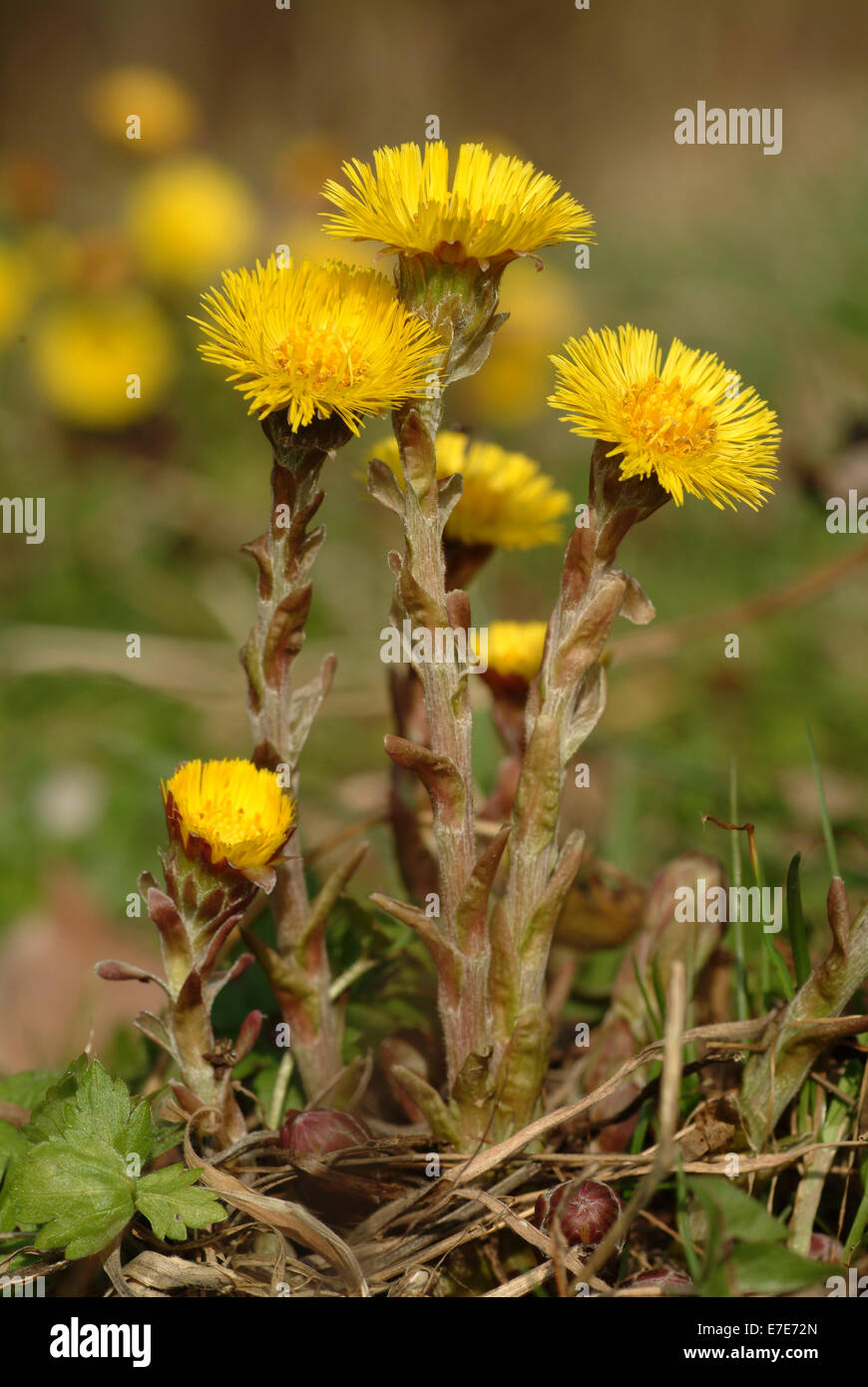 Farfara hi-res stock photography and images - Alamy