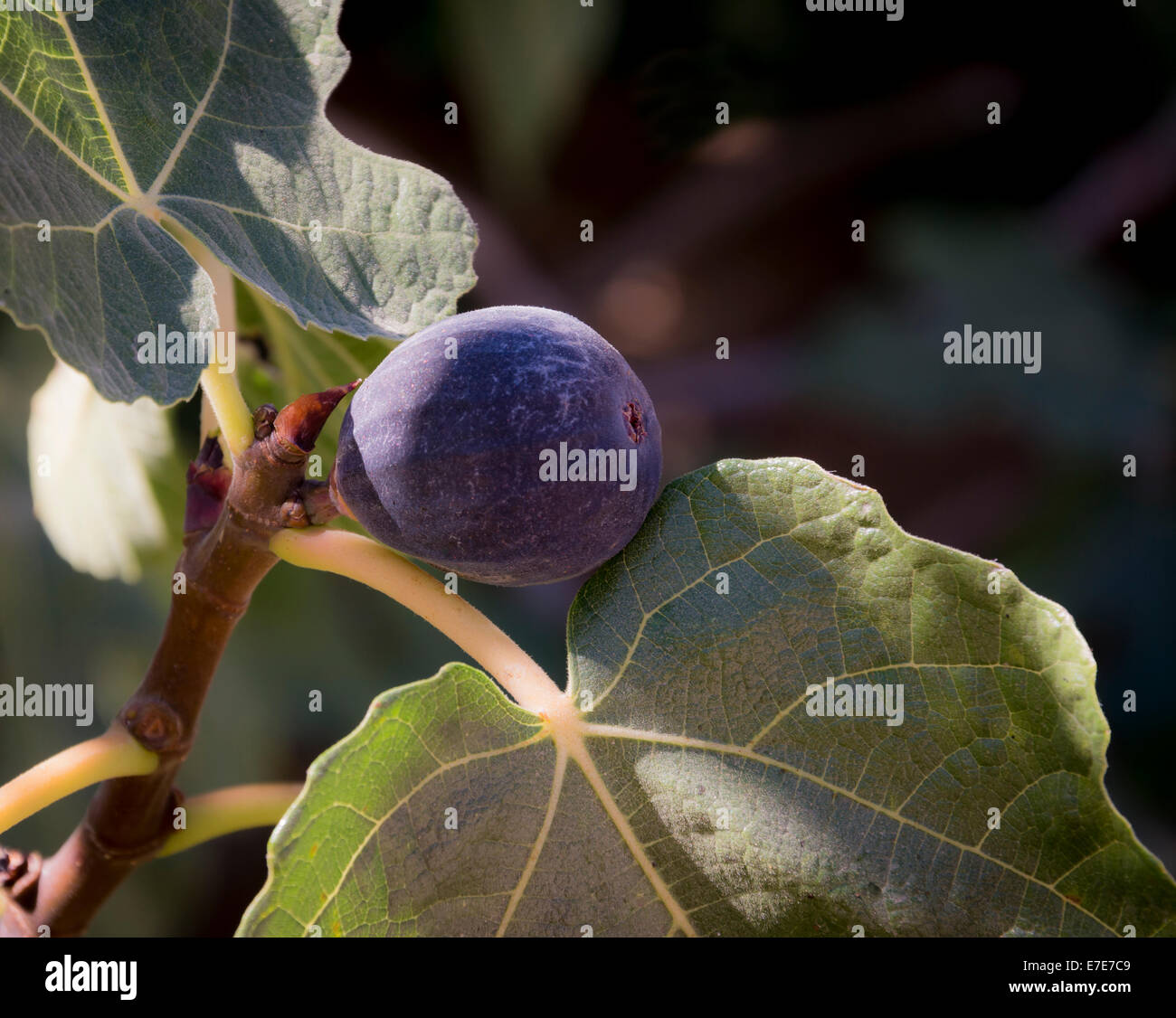 Fig tree fruit hi-res stock photography and images - Alamy