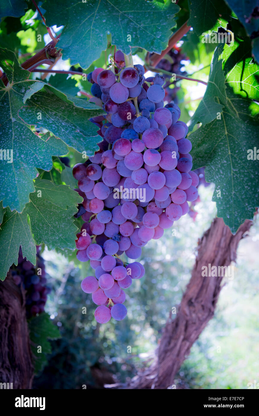 Red vine grape hi-res stock photography and images - Alamy