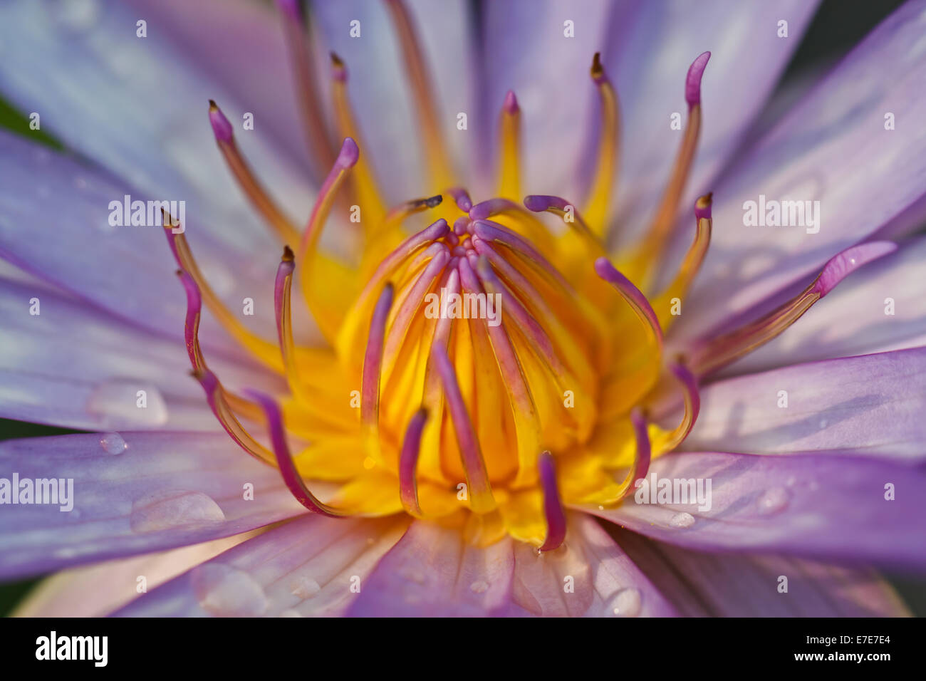 Pollen of lotus hi-res stock photography and images - Alamy