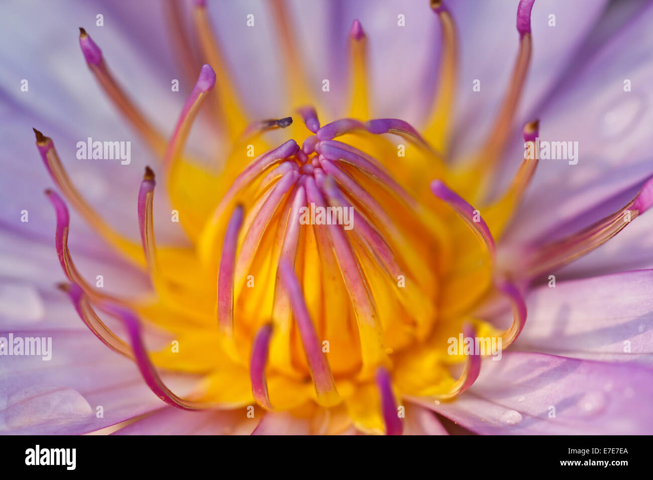pollen of lotus Stock Photo - Alamy