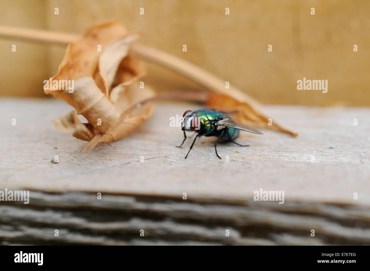 Greenbottle Blowfly - Lucilia Caesar by a dead leaf Stock Photo - Alamy