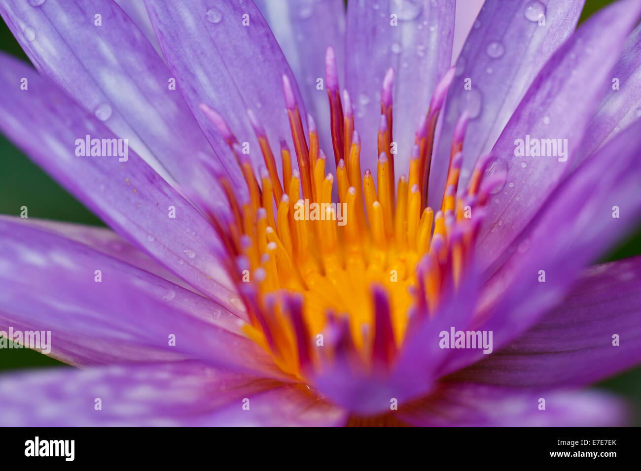 pollen of lotus Stock Photo - Alamy
