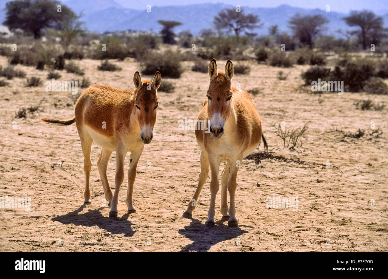 BROWN ARABIAN DONKEYS A RARE BREED IN THE DESERT OF SAUDI ARABIA Stock ...
