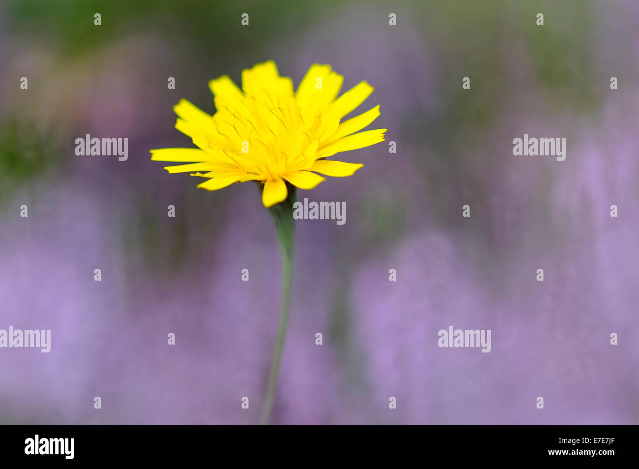 st. james-wort (senecio jacobaea) in hoge veluwe national park ...