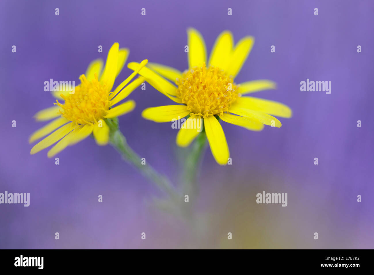 st. james-wort (senecio jacobaea) in hoge veluwe national park ...