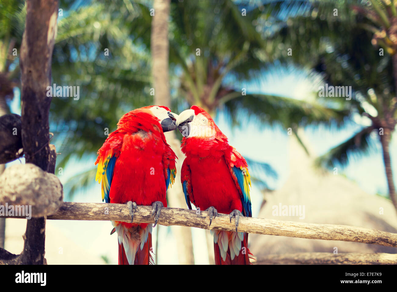 couple of red parrots sitting on perch Stock Photo - Alamy