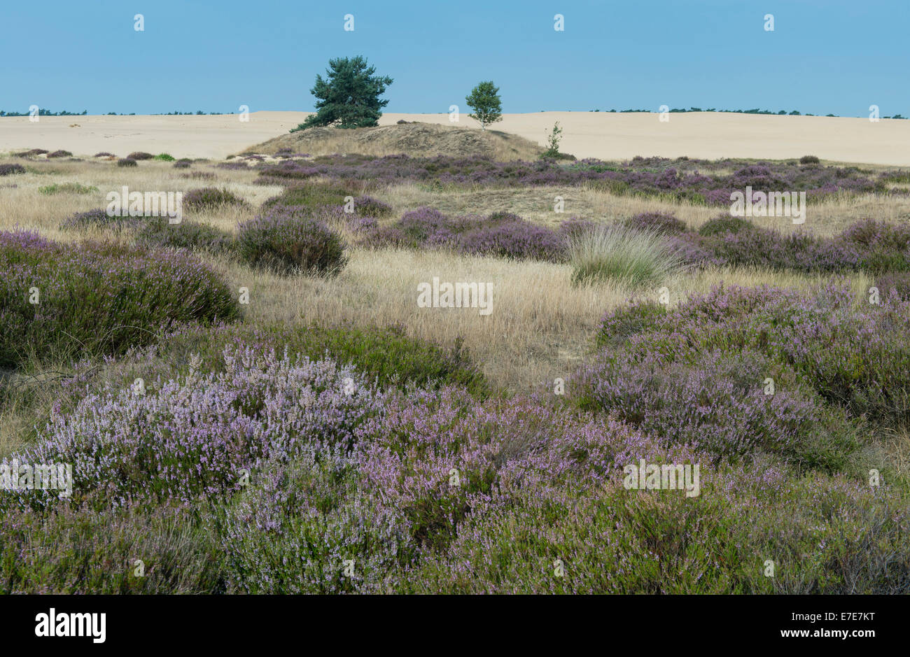 Heather sand hi-res stock photography and images - Alamy
