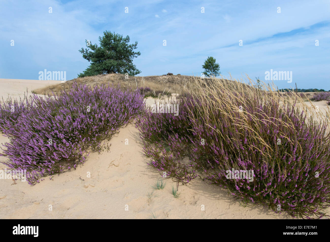 Heather sand hi-res stock photography and images - Alamy