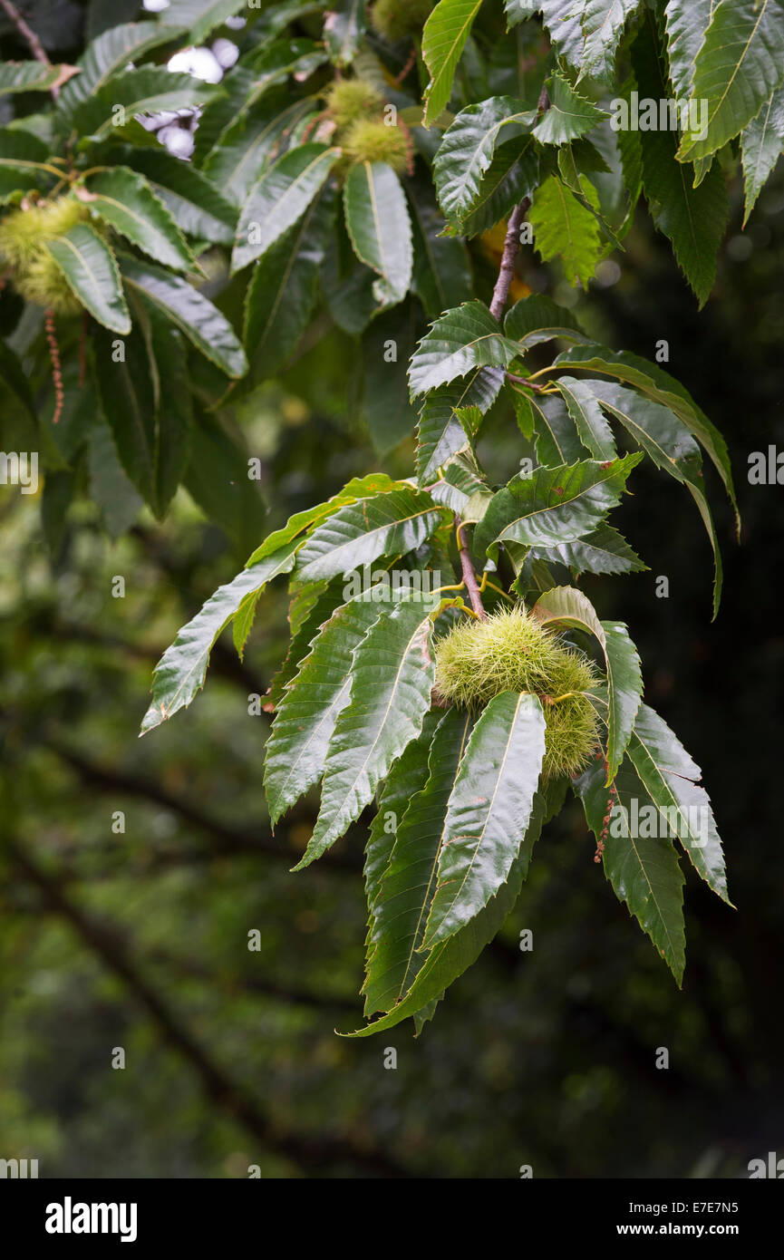 Foraging castanea sativa hi-res stock photography and images - Alamy