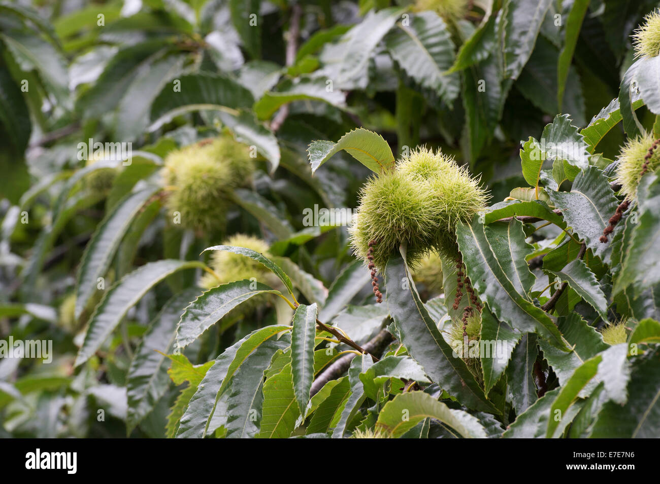 Castanea nut fruits hi-res stock photography and images - Alamy