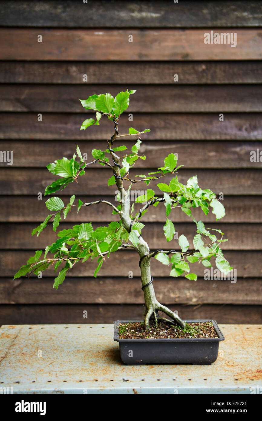 Wired bonsai tree Stock Photo - Alamy