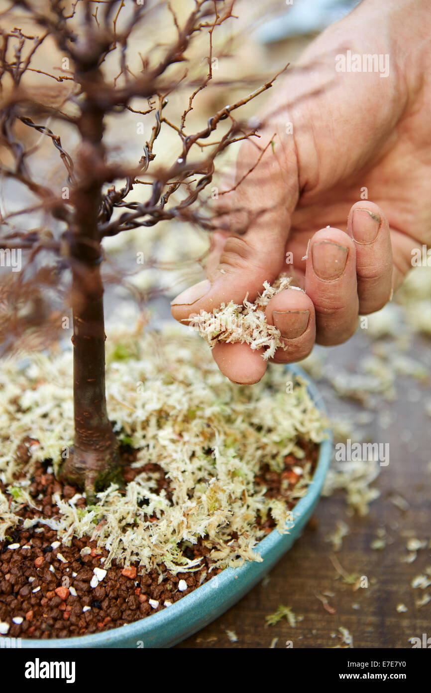 Repotting bonsai Zelkova, covering with shredded sphagnum moss Stock ...
