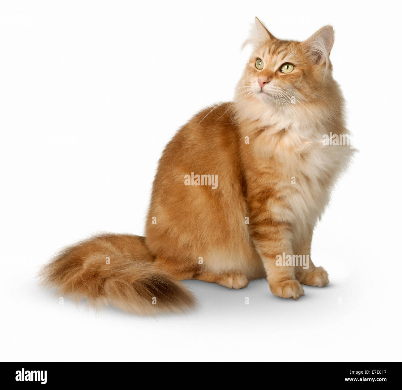 Norwegian forest cat hi-res stock photography and images - Alamy