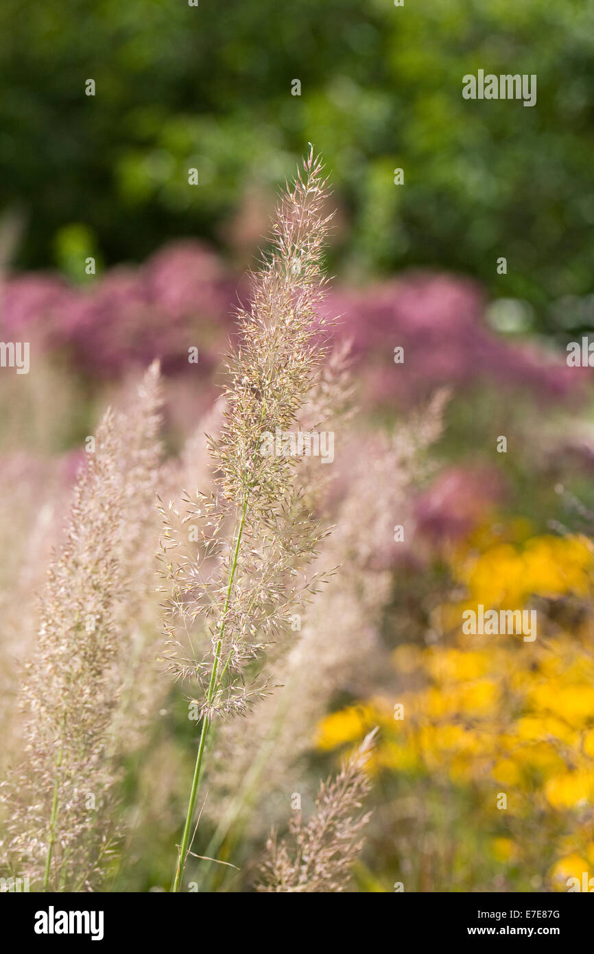 Ornamental grasses border grasses hi-res stock photography and images ...
