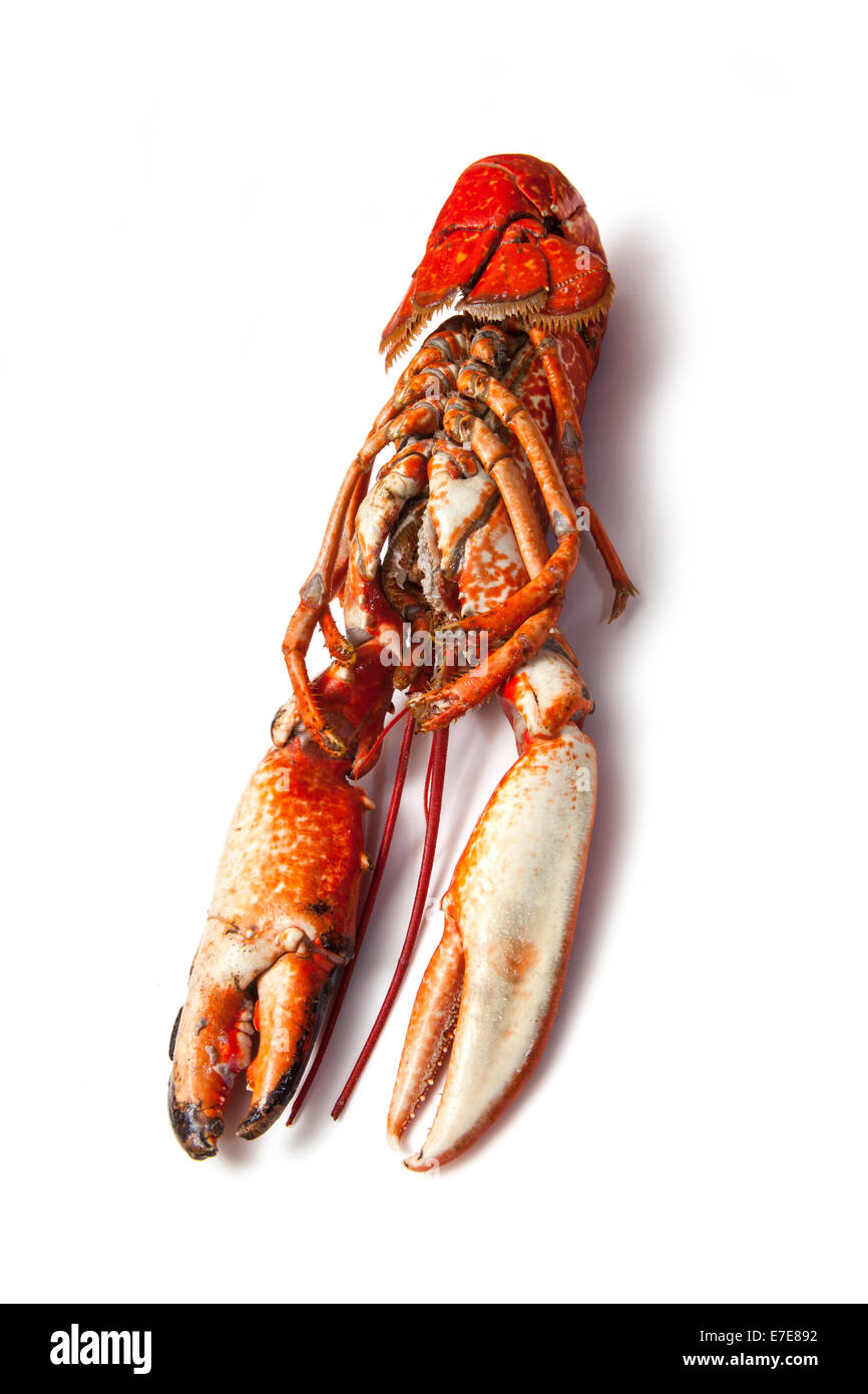 Cooked European common lobster isolated on a white studio background ...