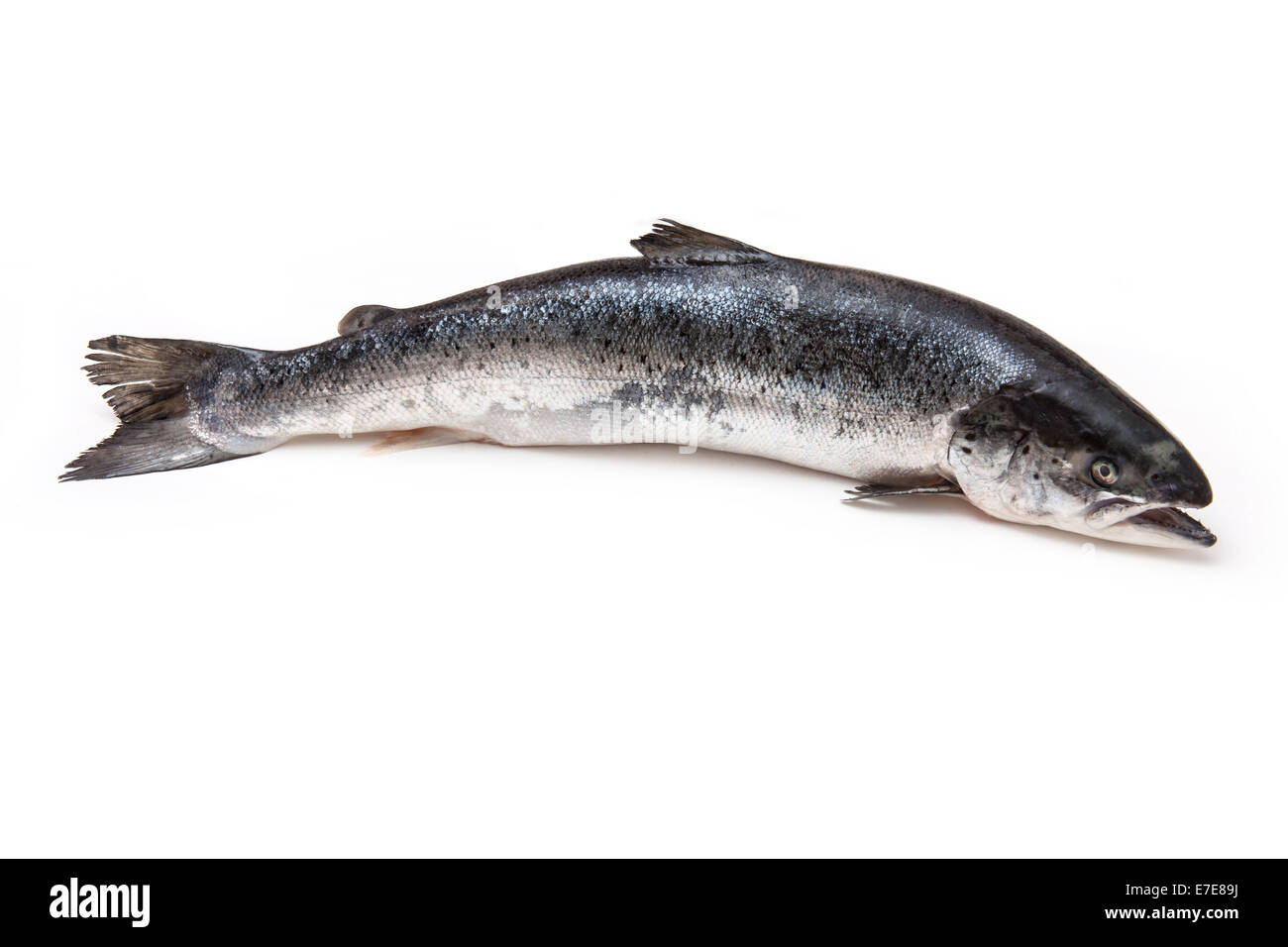 Scottish Atlantic Salmon (Salmo solar) whole fish, isolated on a white ...