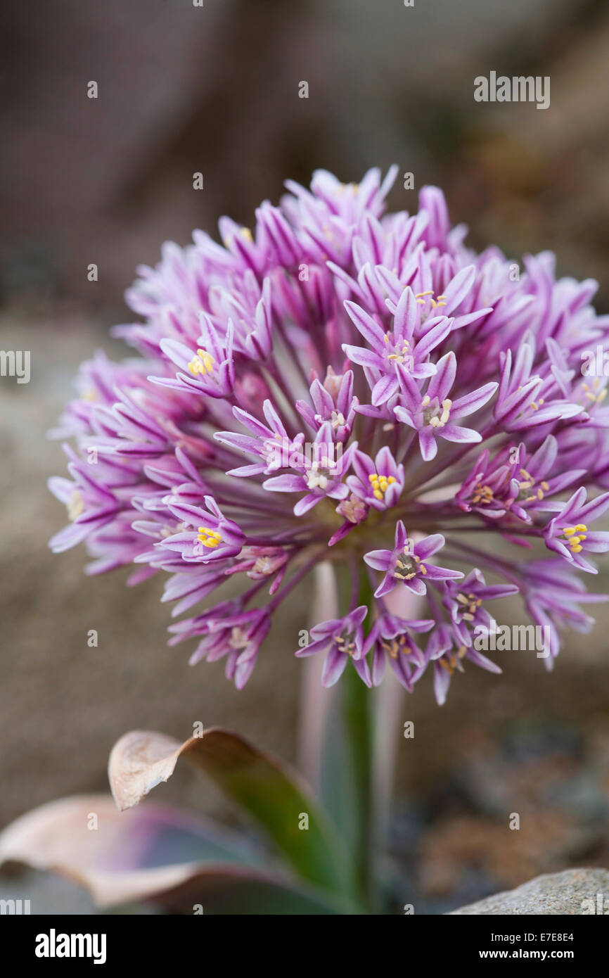 Allium Akaka High Resolution Stock Photography and Images - Alamy
