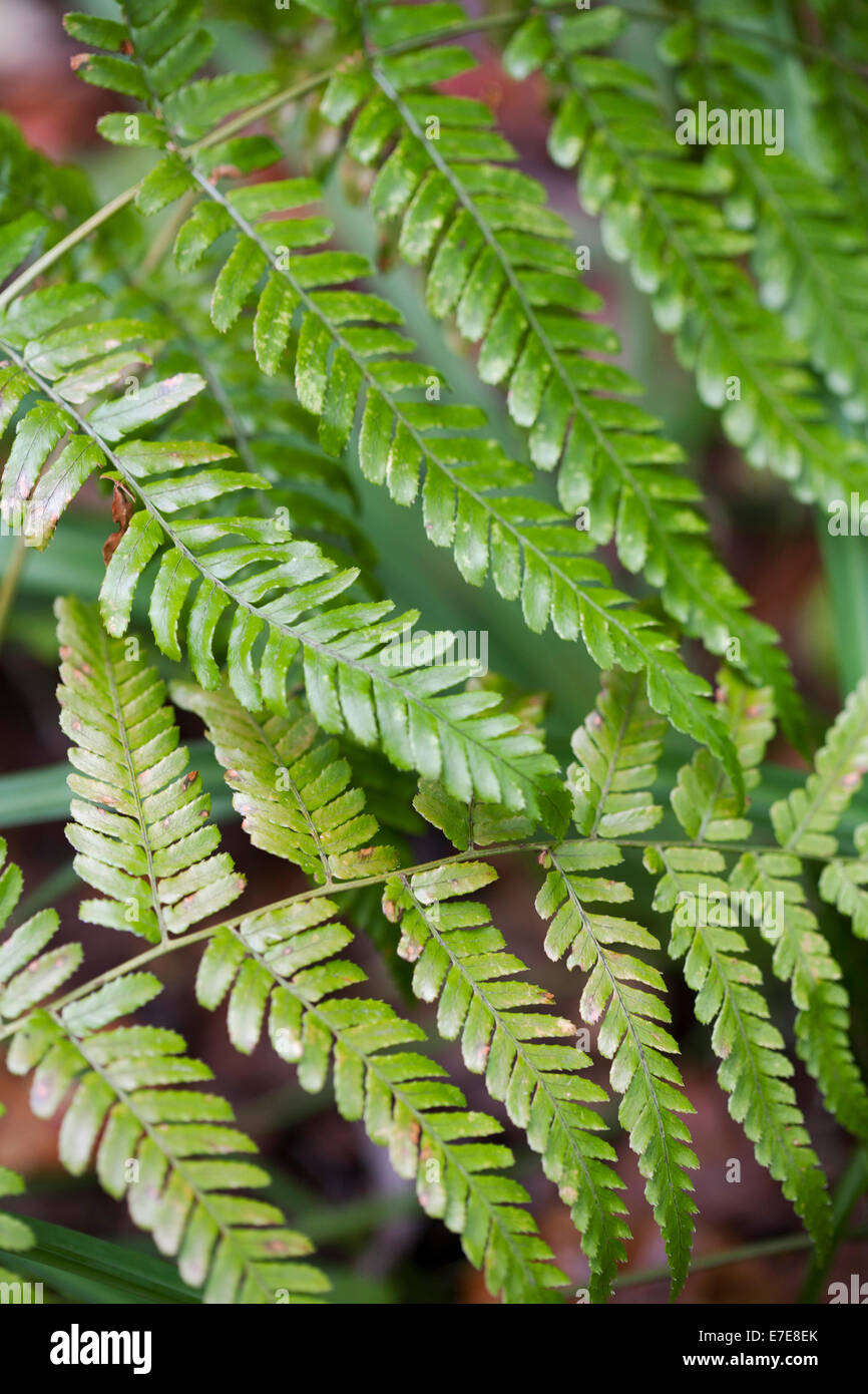 Aspidium hi-res stock photography and images - Alamy