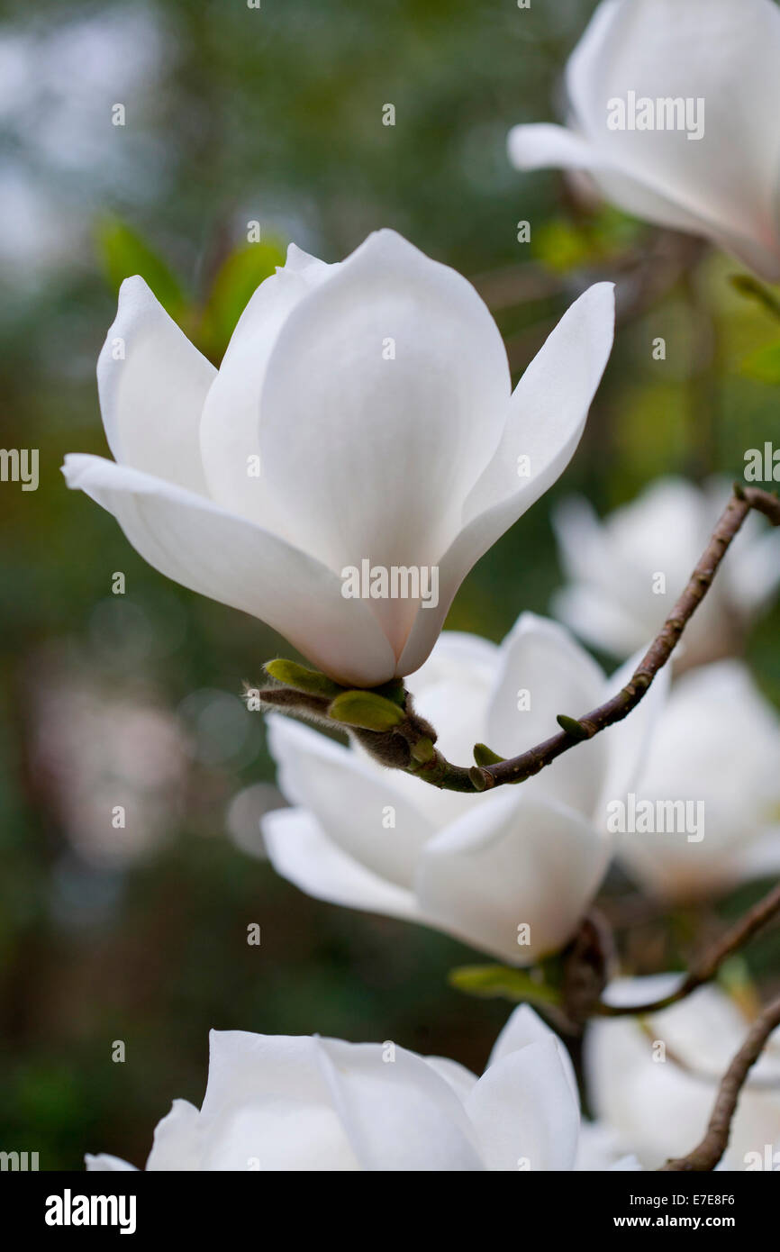 Sayonara hi-res stock photography and images - Alamy