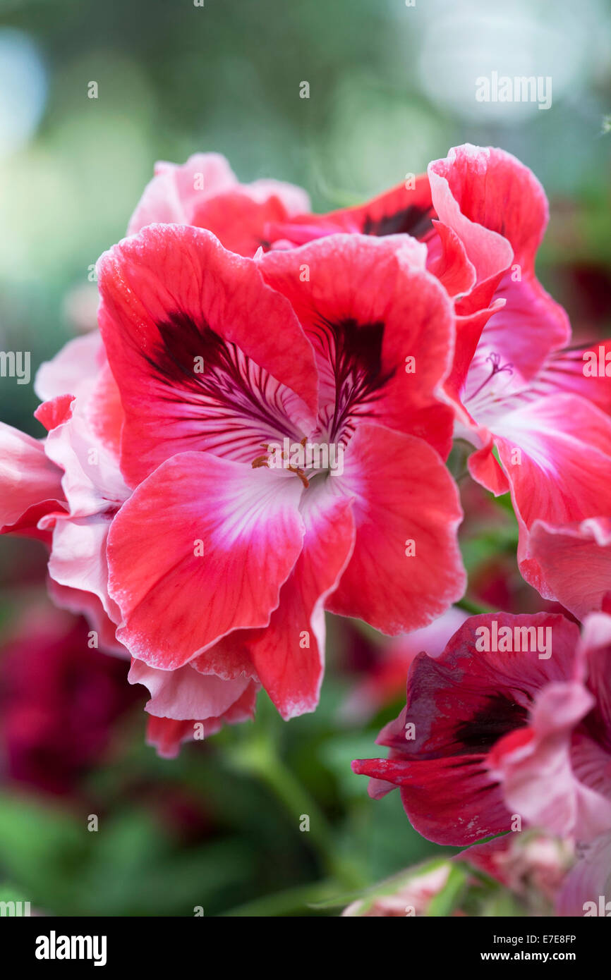 Pelargonium hi-res stock photography and images - Alamy