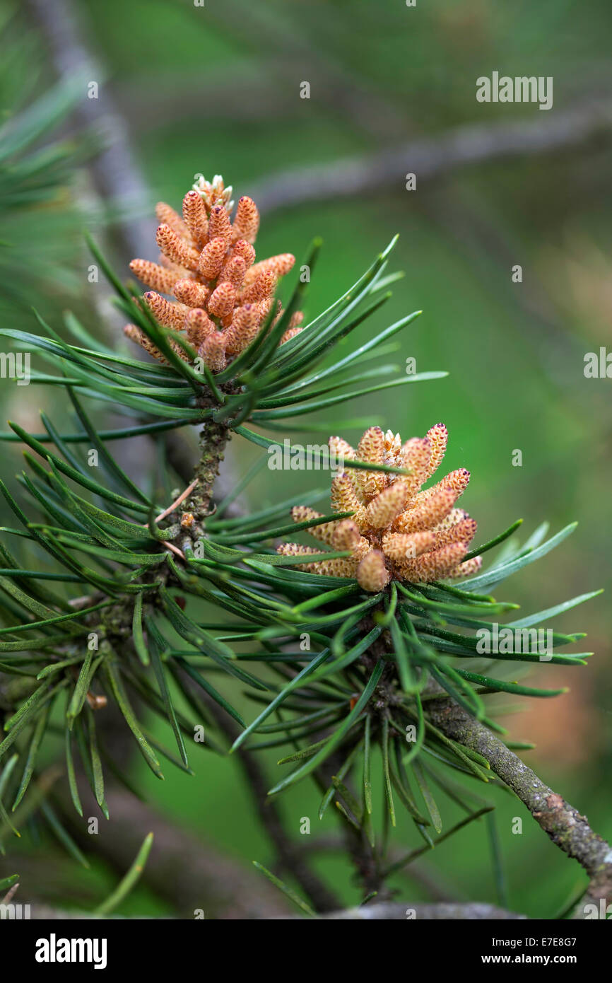 Pinus banksiana (Jack Pine Stock Photo - Alamy