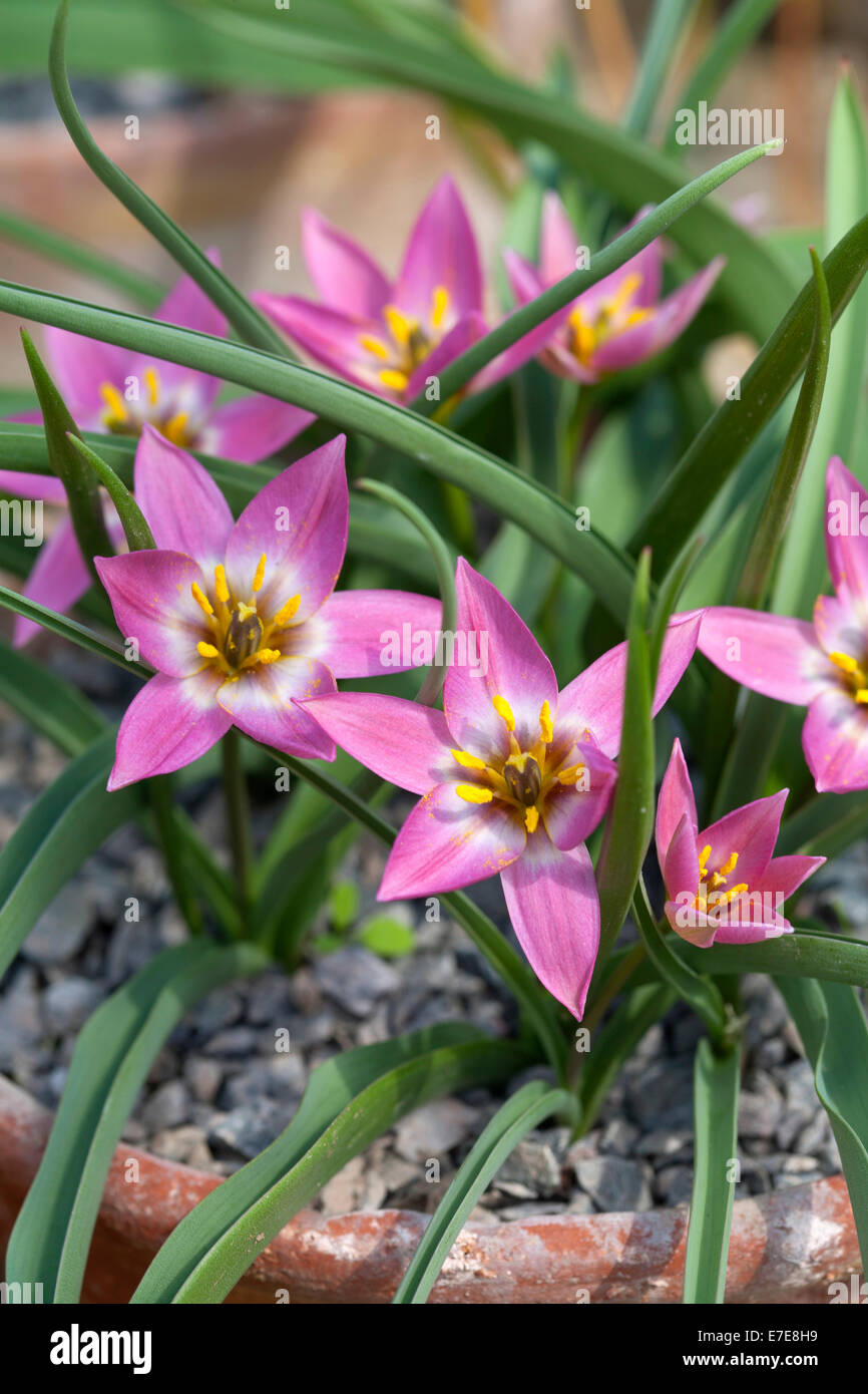 Tulipa humilis, syn. Tulipa aucheriana Stock Photo - Alamy