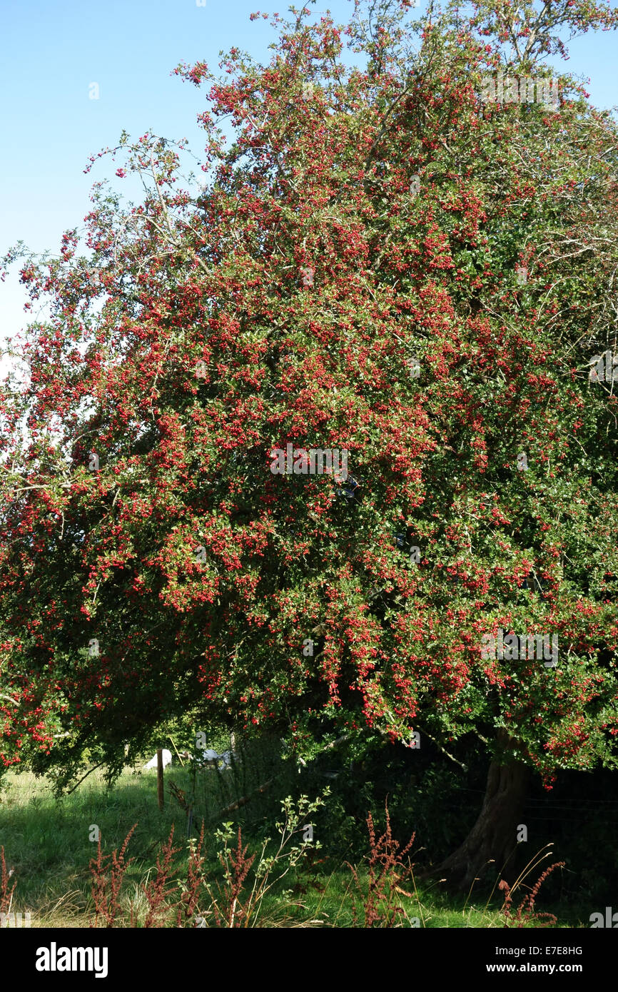 Crataegus High Resolution Stock Photography and Images - Alamy