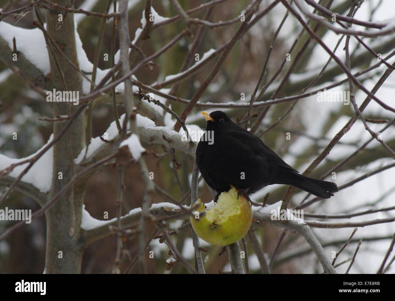 Black and white blackbird hi-res stock photography and images - Alamy