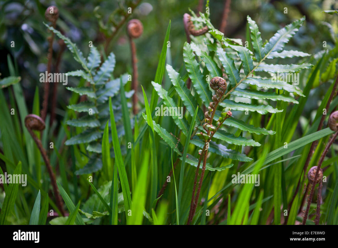 Blechnum chilense Stock Photo - Alamy