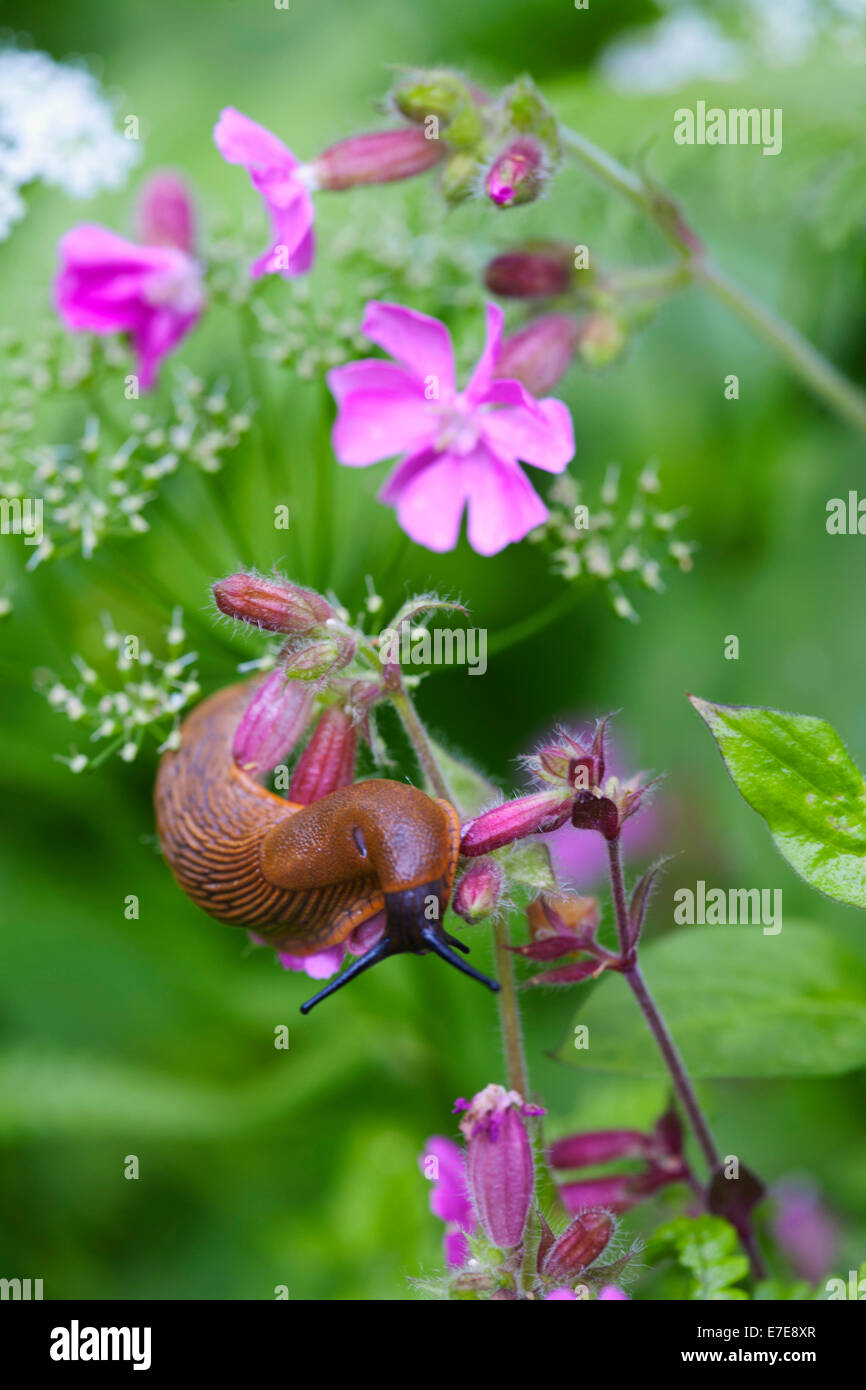 Slug on plant stem hi-res stock photography and images - Alamy