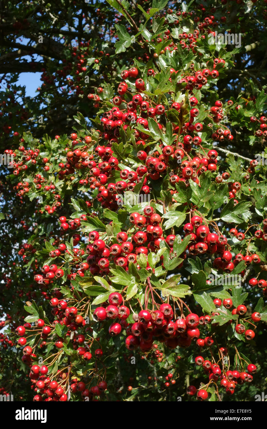 Maytree High Resolution Stock Photography and Images - Alamy