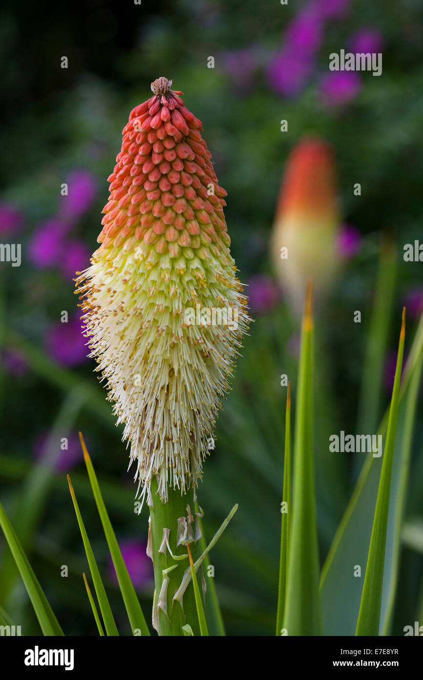 Kniphofia northiae hi-res stock photography and images - Alamy