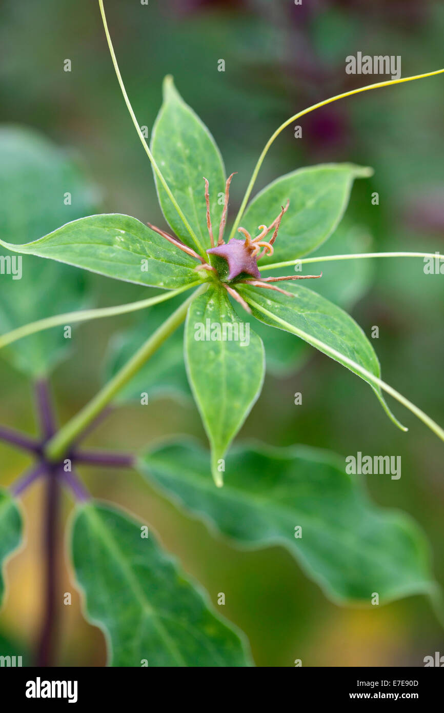 Polyphylla High Resolution Stock Photography and Images - Alamy