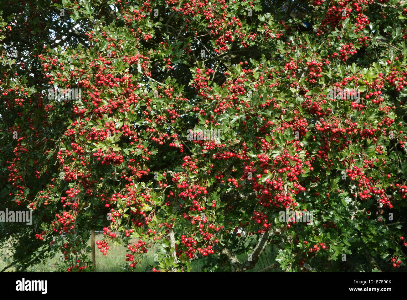 Hawthorn, quickthorn or May tree, Crataegus monogyna with plentiful ripe red berries in late ...