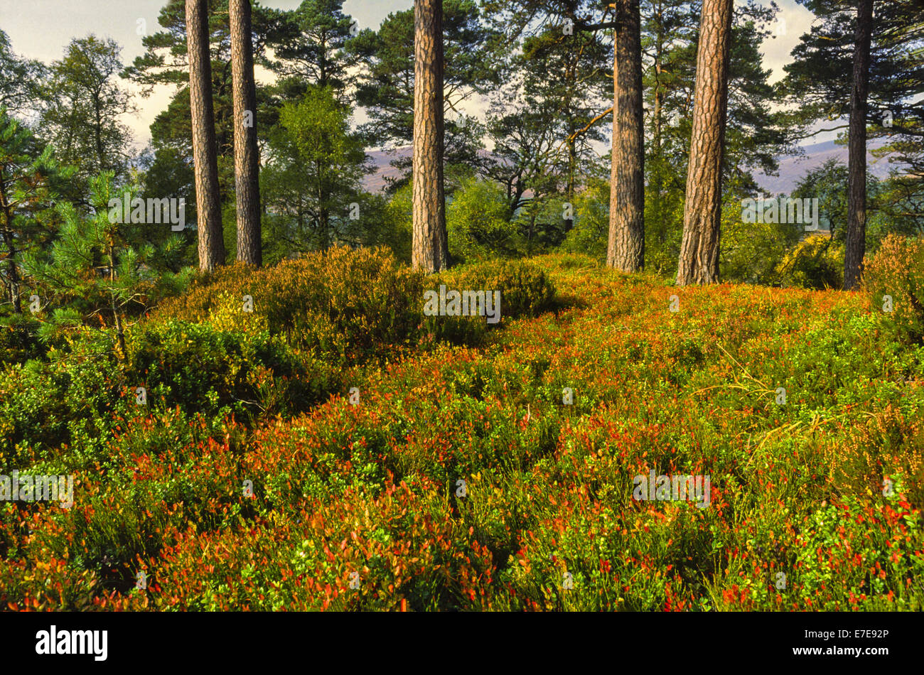Bilberry scotland hi-res stock photography and images - Alamy