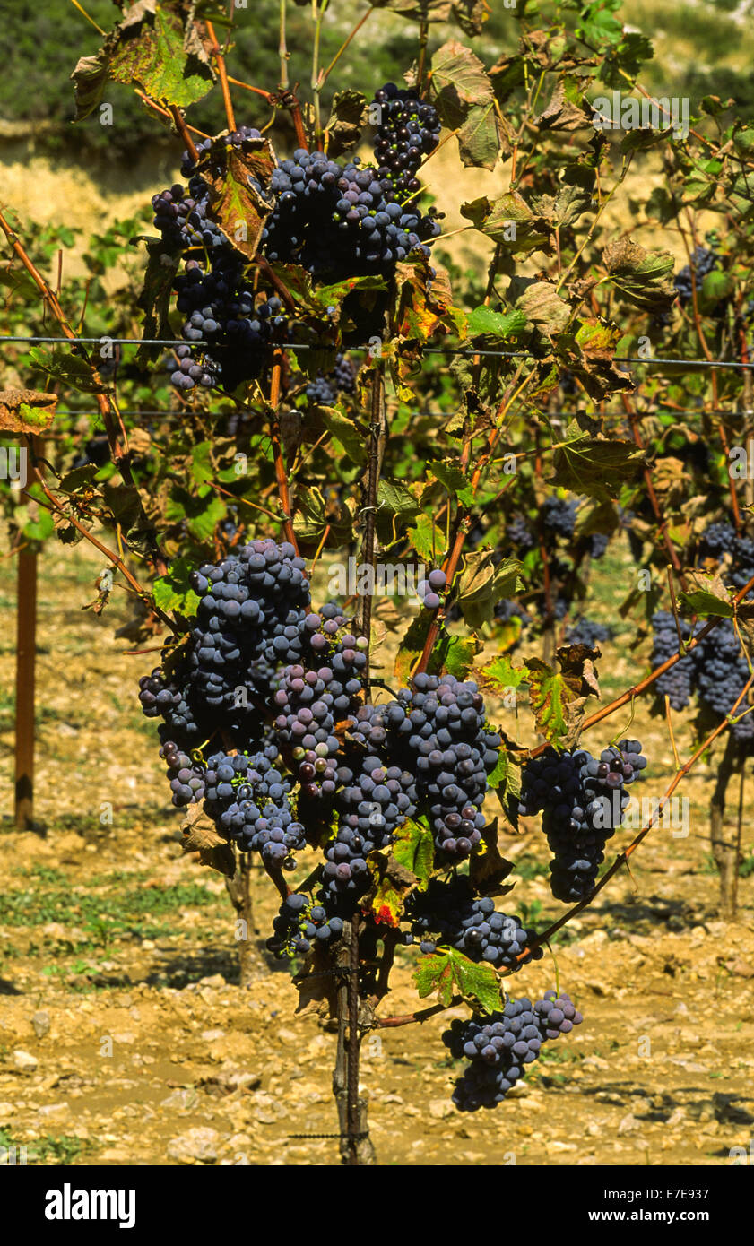 Grapevine trellis hi-res stock photography and images - Alamy