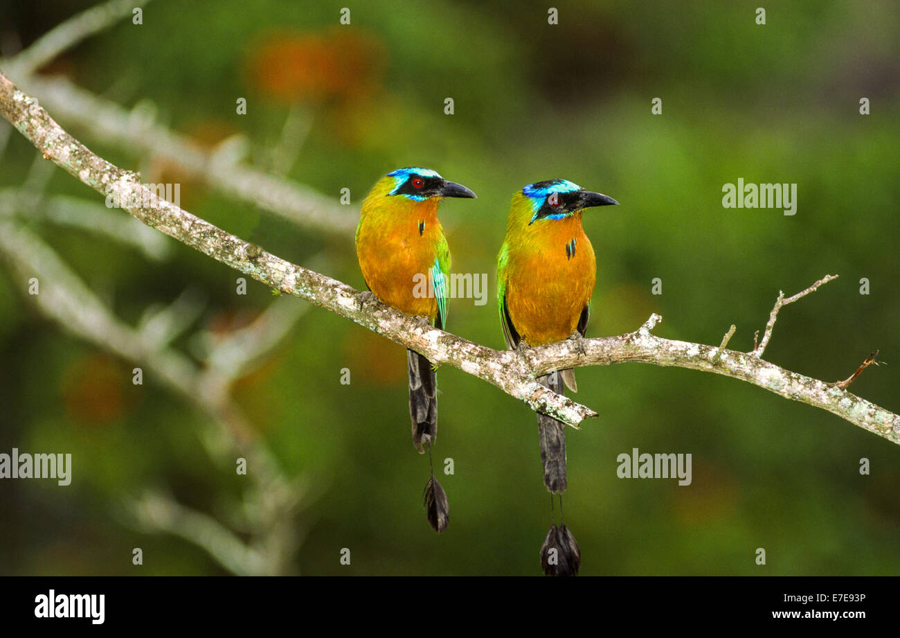 BLUE CROWNED MOTMOTS IN TOBAGO WEST INDIES Stock Photo - Alamy