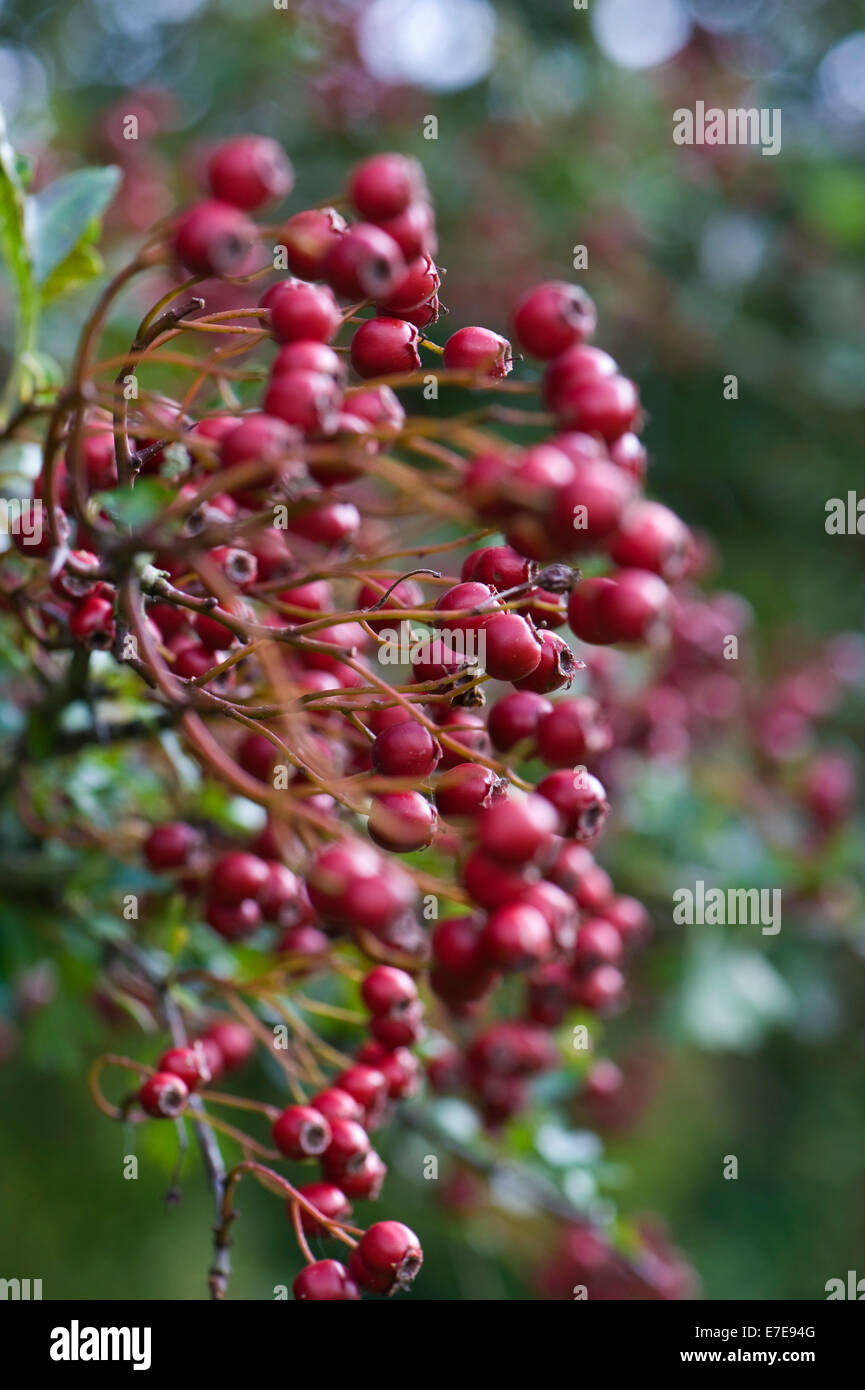 Hawthorn May Tree Stock Photos & Hawthorn May Tree Stock Images - Alamy