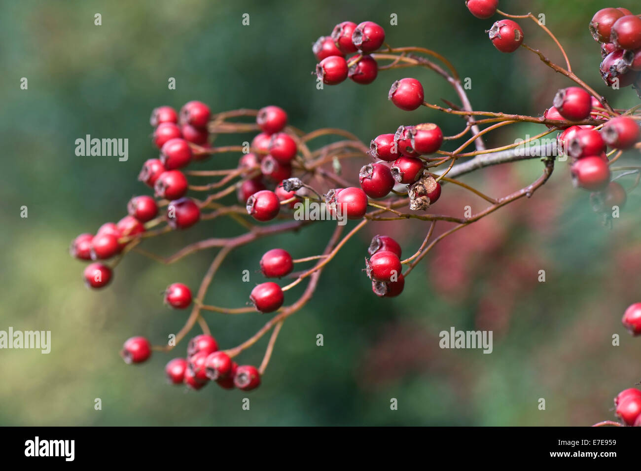 Hawthorn, quickthorn or May tree, Crataegus monogyna with plentiful ...