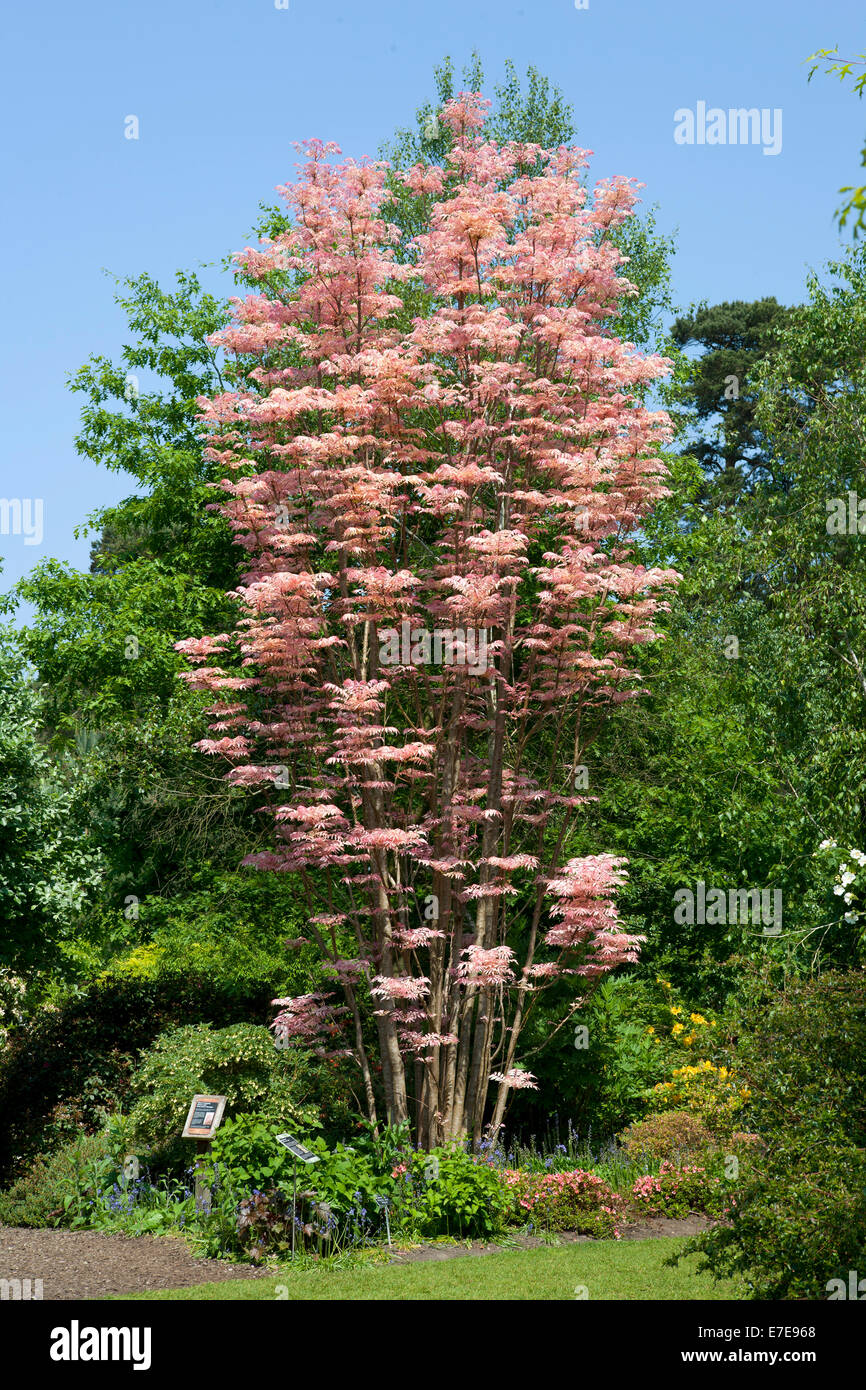 Toona sinensis 'Flamingo' Stock Photo - Alamy