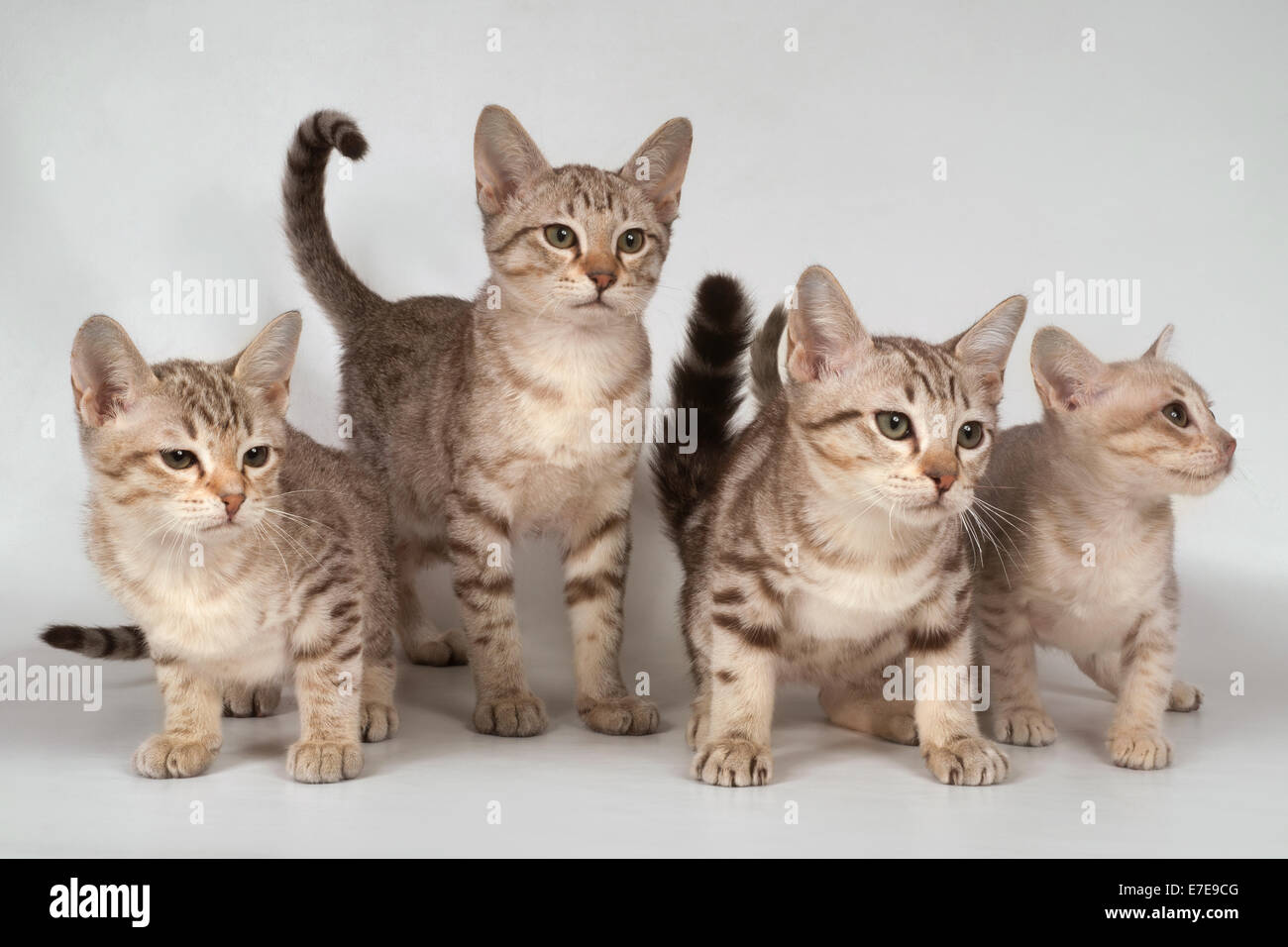 Australian mist cat standing hi-res stock photography and images - Alamy