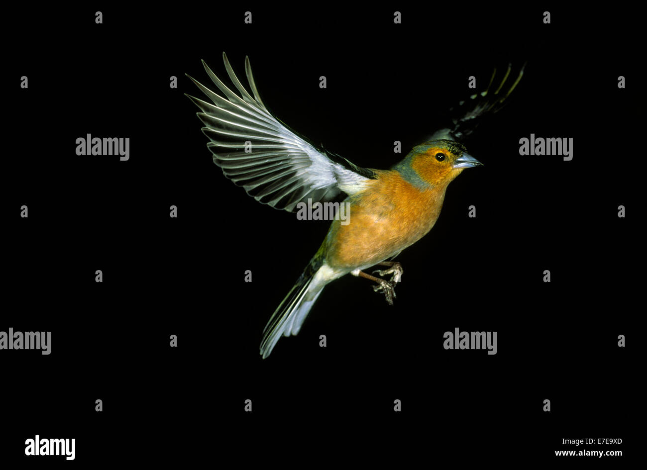 MALE CHAFFINCH IN FLIGHT WINGS FULLY OPEN CAUGHT BY HIGH SPEED FLASH ...