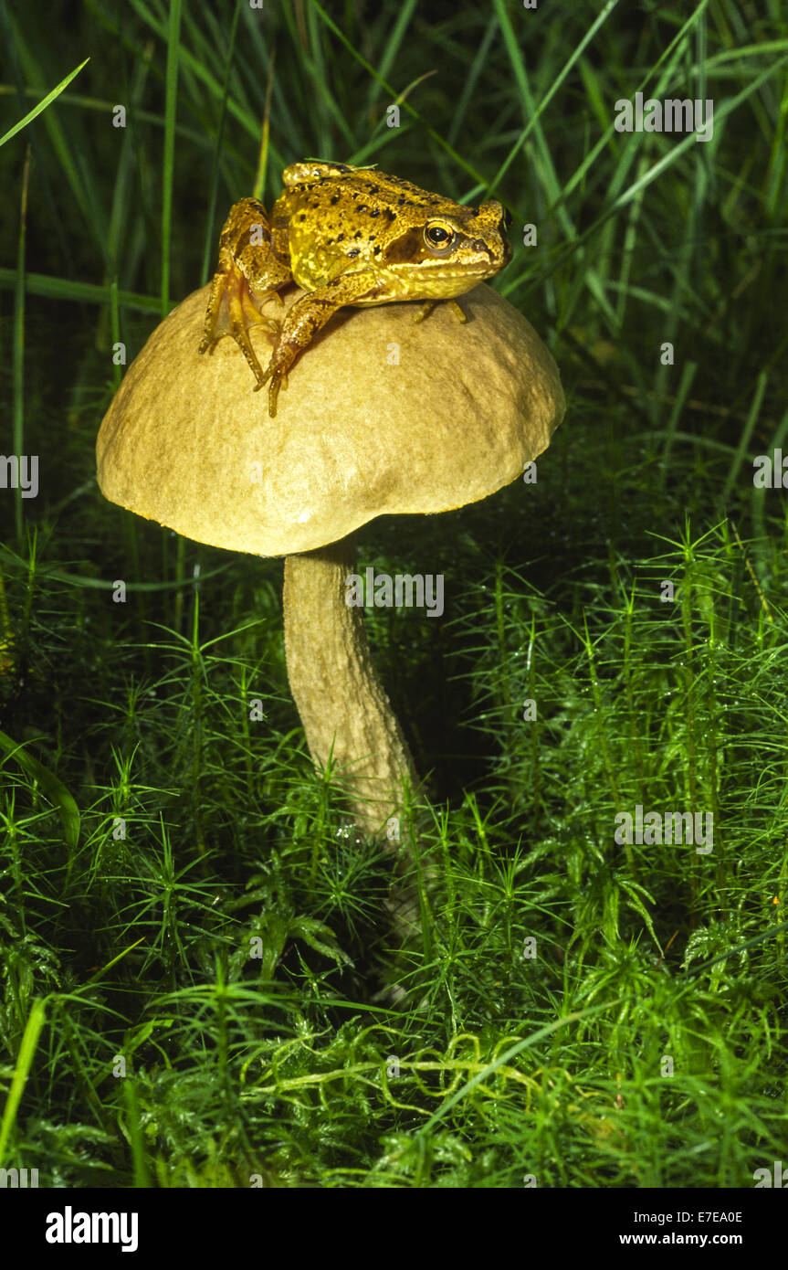 Toadstool frog hi-res stock photography and images - Alamy