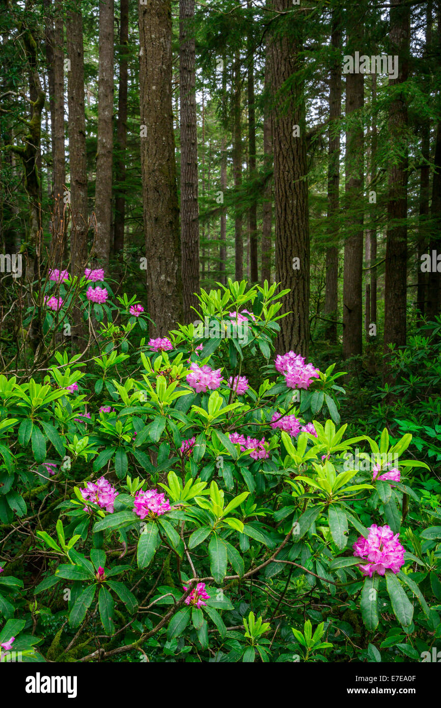 A blooming rhododendron bush in the coastal forest of rural Oregon, USA ...